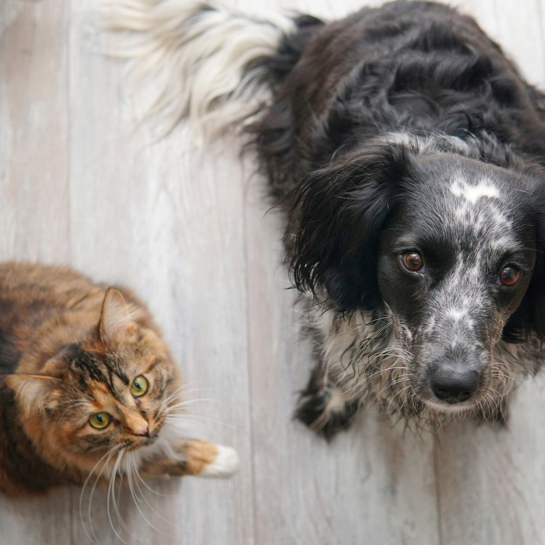 New Zealand Petfoods Ltd